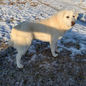 Maremma Sheepdog (Livestock Guardian Dog) For sale – Eden Green Farm