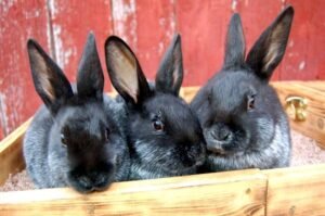 Champagne d’Argent Heritage Rabbits – Eden Green Farm