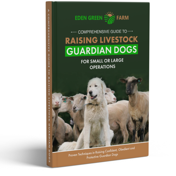 Guardian Dogs – Eden Green Farm Guardian Dogs – Eden Green Farm