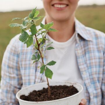 Organic Red Raspberry | “Meeker” | Upright Variety – Eden Green Farm