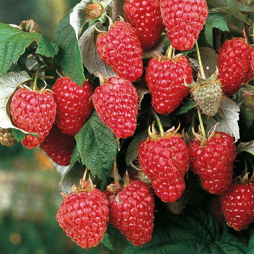 Organic Red Raspberry | “Meeker” | Upright Variety – Eden Green Farm