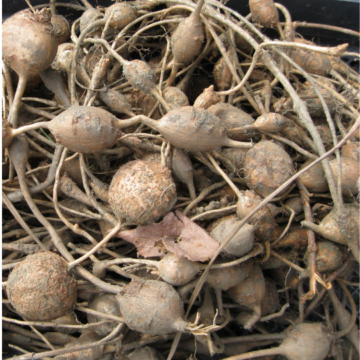 Organic American Groundnut (Apios Americana) – Eden Green Farm