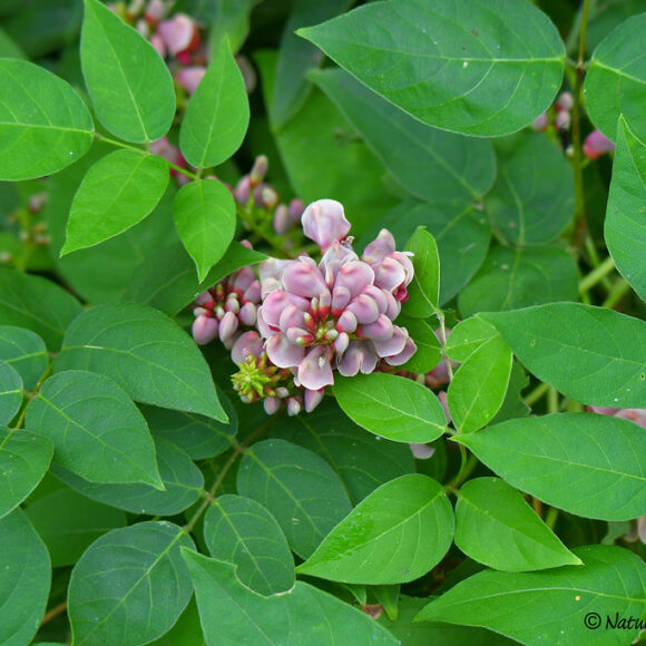 Organic American Groundnut (Apios Americana) – Eden Green Farm